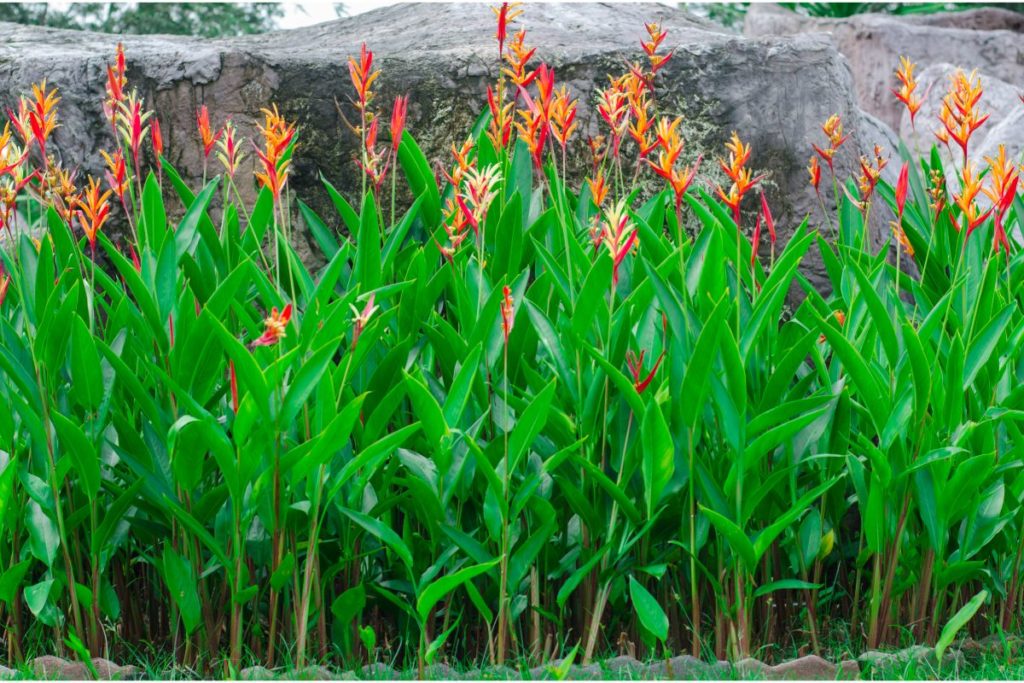 5 plantas que dão FLORES e FÁCEIS de cuidar para você ter em casa